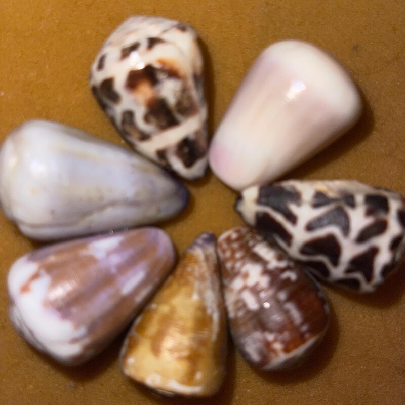 Hawaiian Cone Shell - Etsy