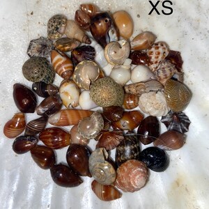 Seashells Variety Kupee Niihau Poleho Drupe Cowrie Sea Glass Small ...