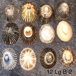 Hawaiian Opihi Limpet Shells for Pendants From Kauai Large to XL - Etsy