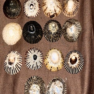 Hawaiian Opihi Limpet Shells for Pendants From Kauai Large to XL - Etsy