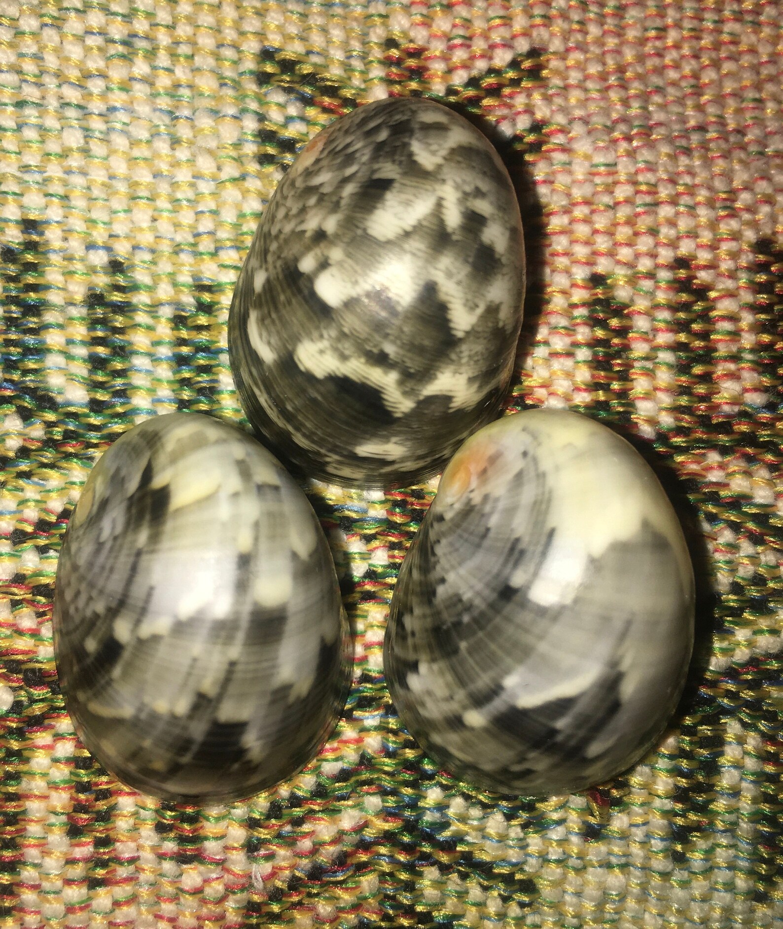 Hawaiian Kupee Shells for Jewelry Nerites Set of 3 From Kauai | Etsy