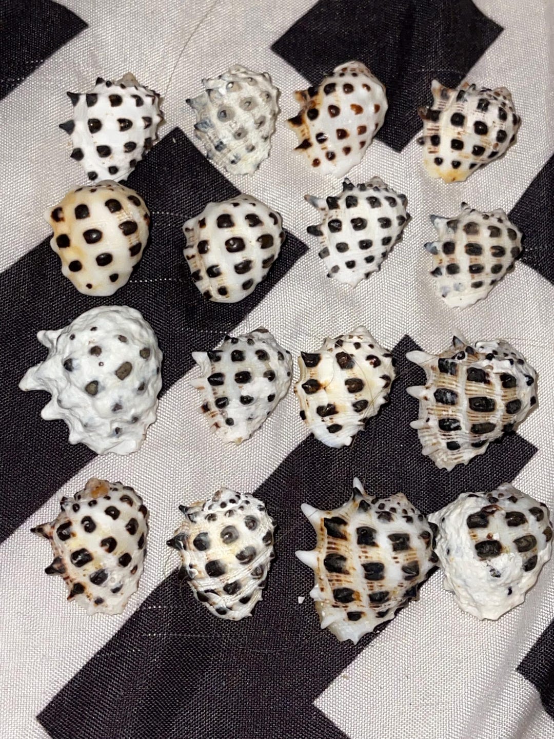 Spotted Drupes Hawaiian Seashells From Kauai - Etsy