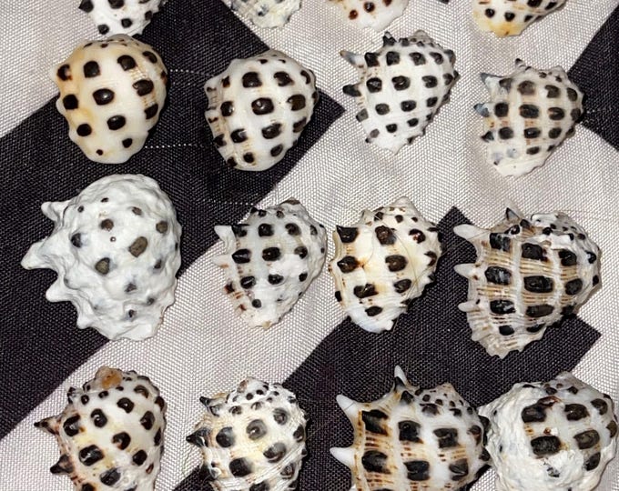 Spotted Drupes Hawaiian Seashells From Kauai - Etsy