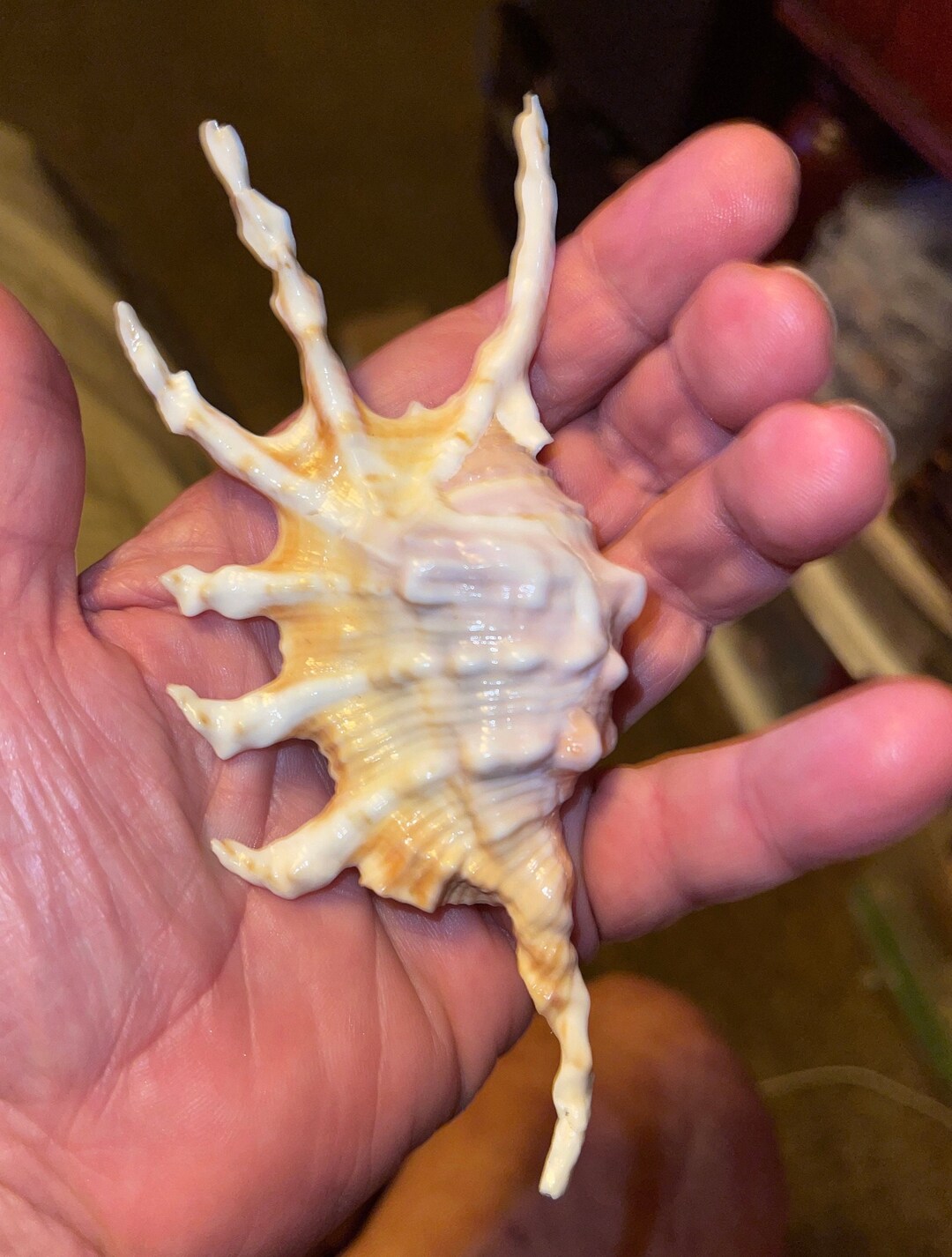 Hawaiian Seashells Orange Spider Conch Huge Oyster Common Fig - Etsy