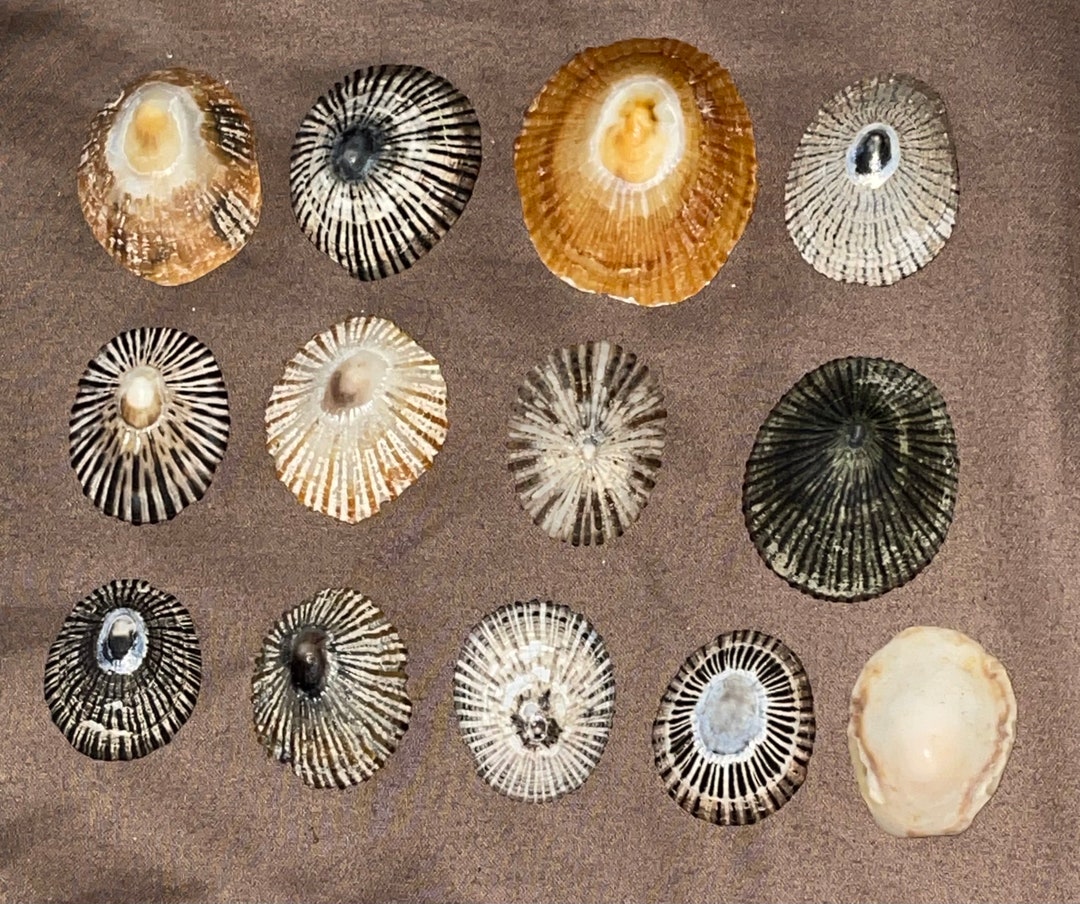 Hawaiian Opihi Limpet Shells for Pendants From Kauai Medium or Large - Etsy