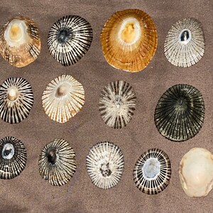 Hawaiian Opihi Limpet Shells for Pendants From Kauai Medium or Large - Etsy