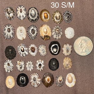 Hawaiian Opihi Limpet Shells for Pendants From Kauai Sm-med 32 - Etsy