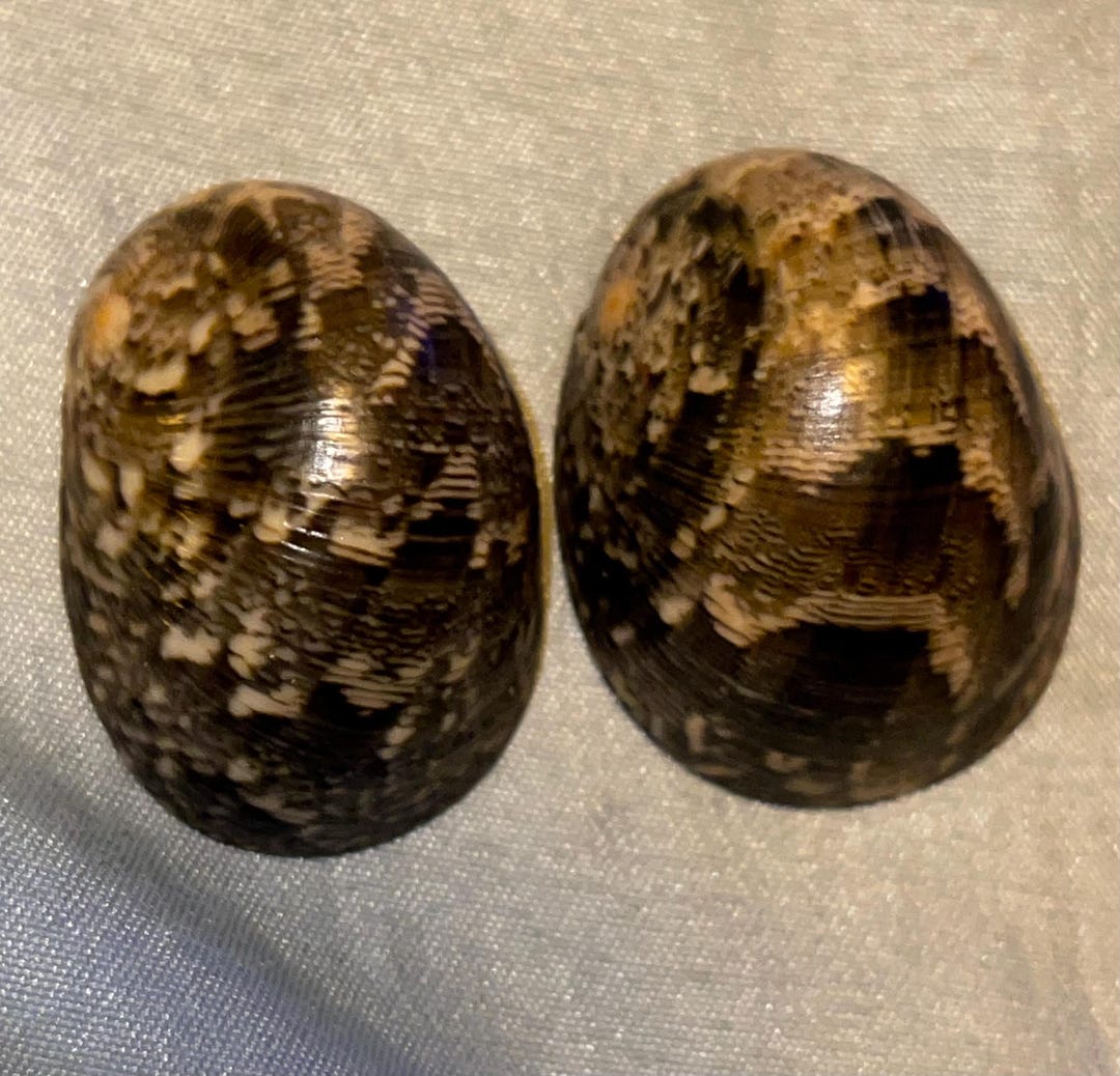 Kupee Hawaiian Seashells Nerites From Kauai Size 4 and Size 3 Pairs - Etsy