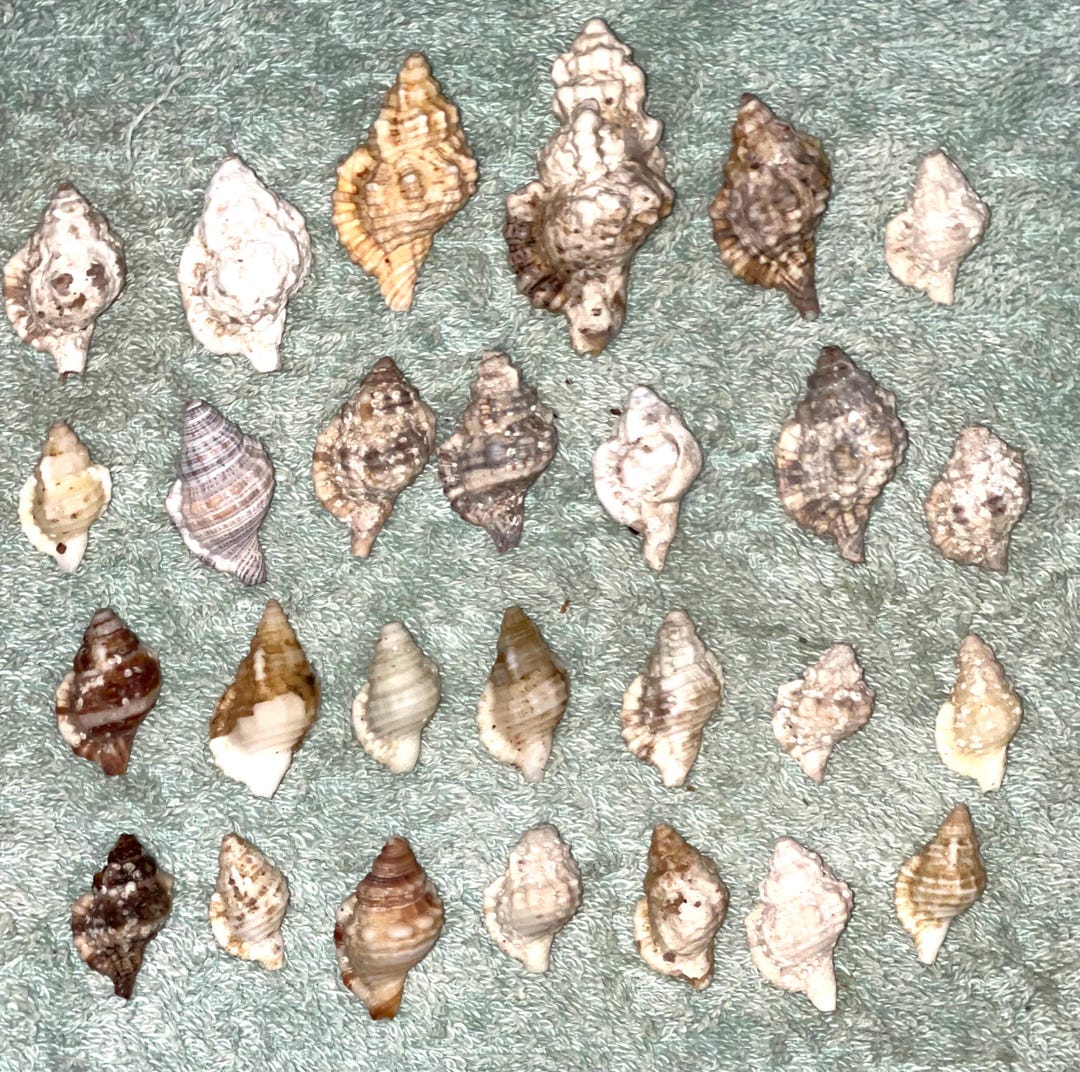 Triton Seashells From Kauai Sm-m/lg Crafts Home Decor - Etsy