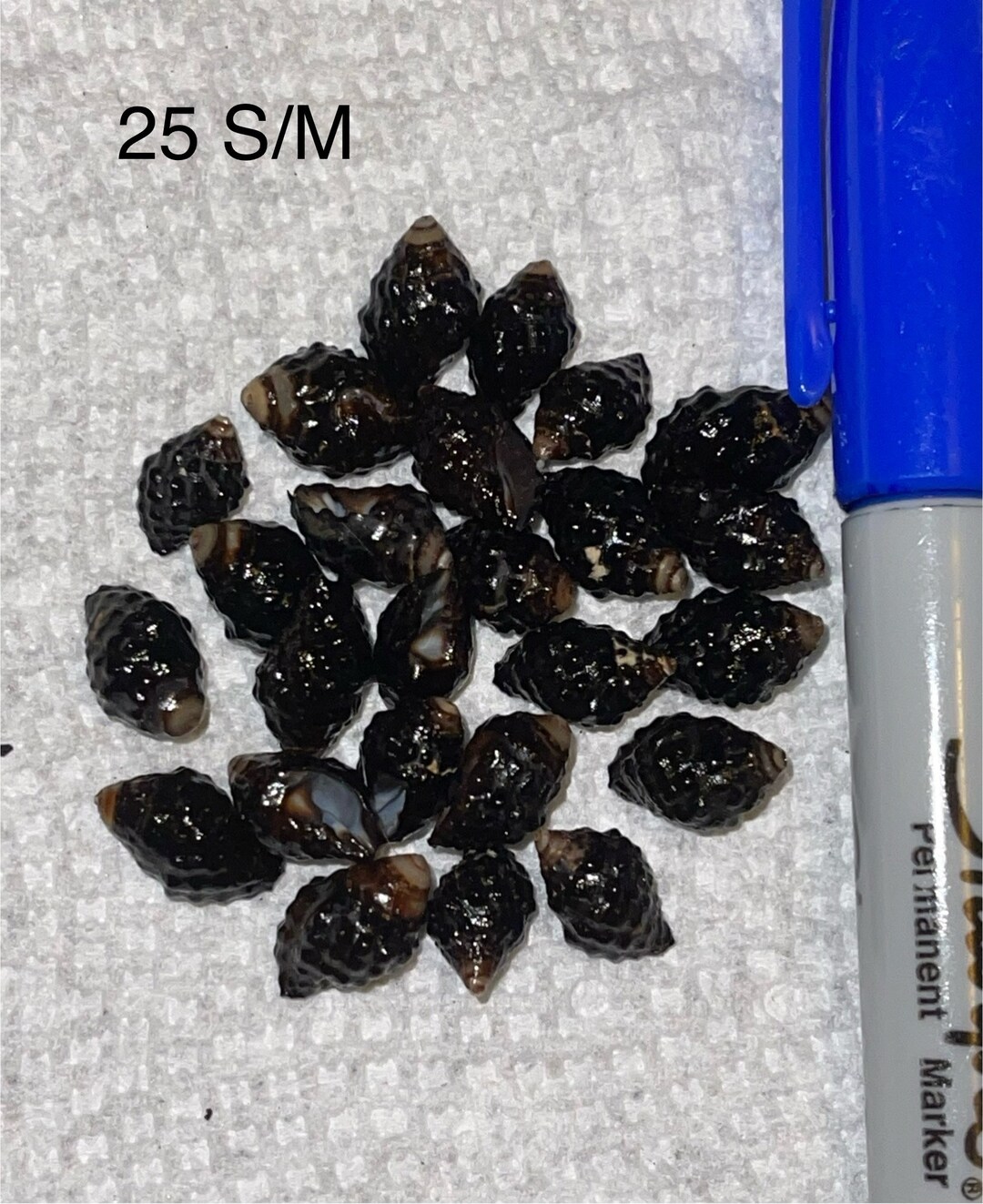 Spotted Drupes Hawaiian Seashells From Kauai - Etsy