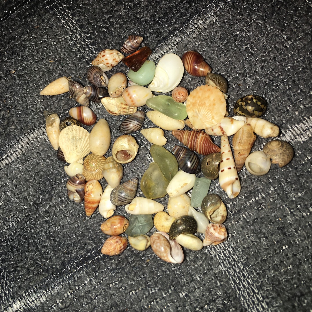 Seashells Variety Kupee Niihau Poleho Drupe Cowrie Sea Glass Small ...