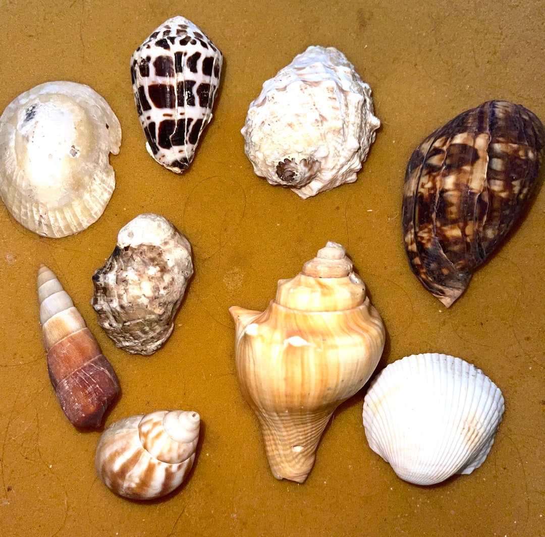 Hawaiian Seashells Cowrie Sea Urchin Clam Handpicked on Kauai - Etsy