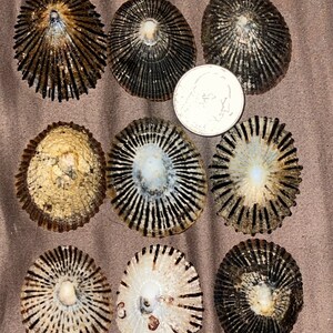 Hawaiian Opihi Limpet Shells 9 XL for Pendants From Kauai - Etsy