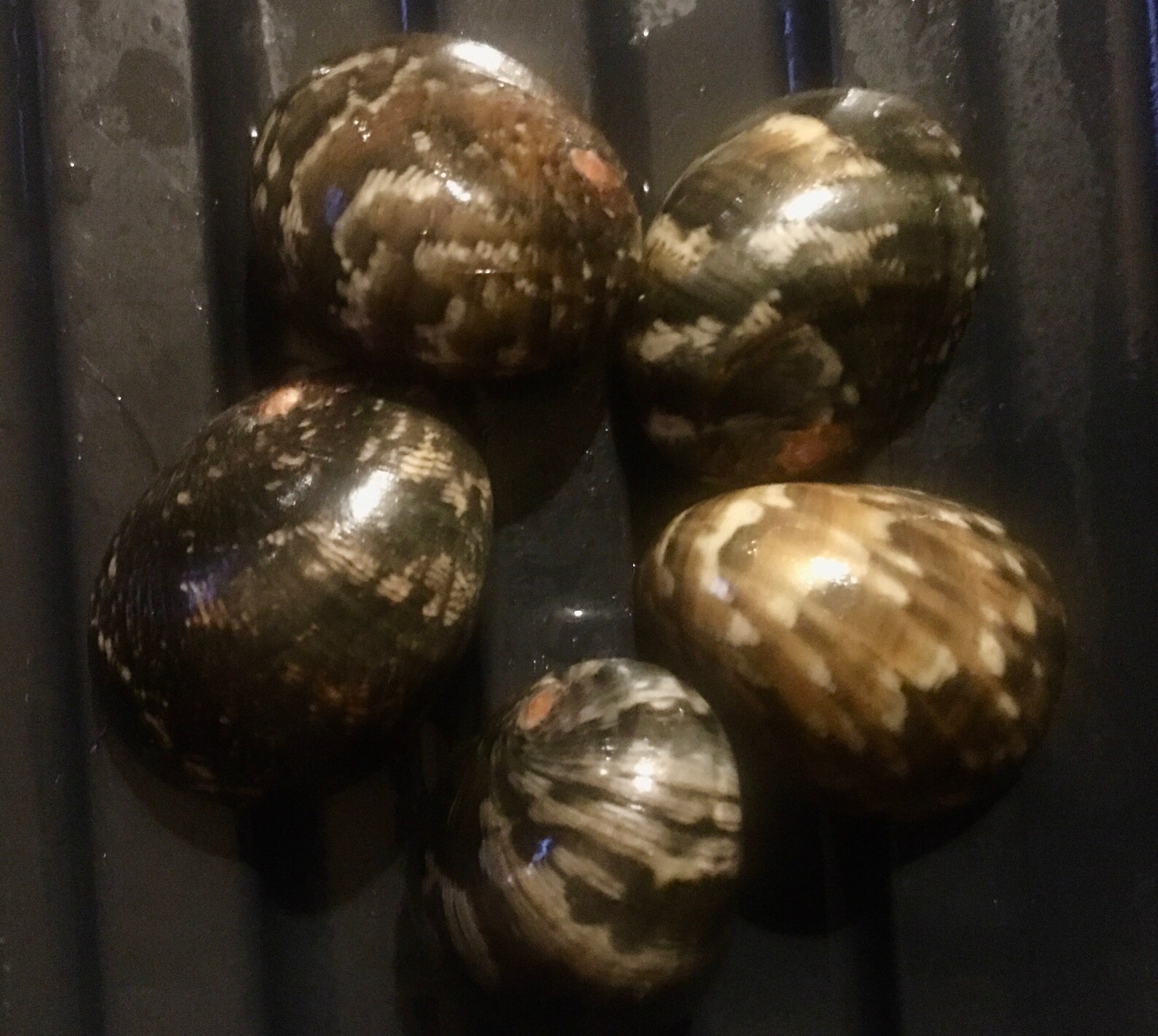 Kupee Shells Hawaiian Nerite Polita 6 XL Patterns from Kauai | Etsy