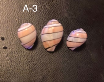 Hydatina Amplustre Pink Bubble Shells From Hawaii - Etsy