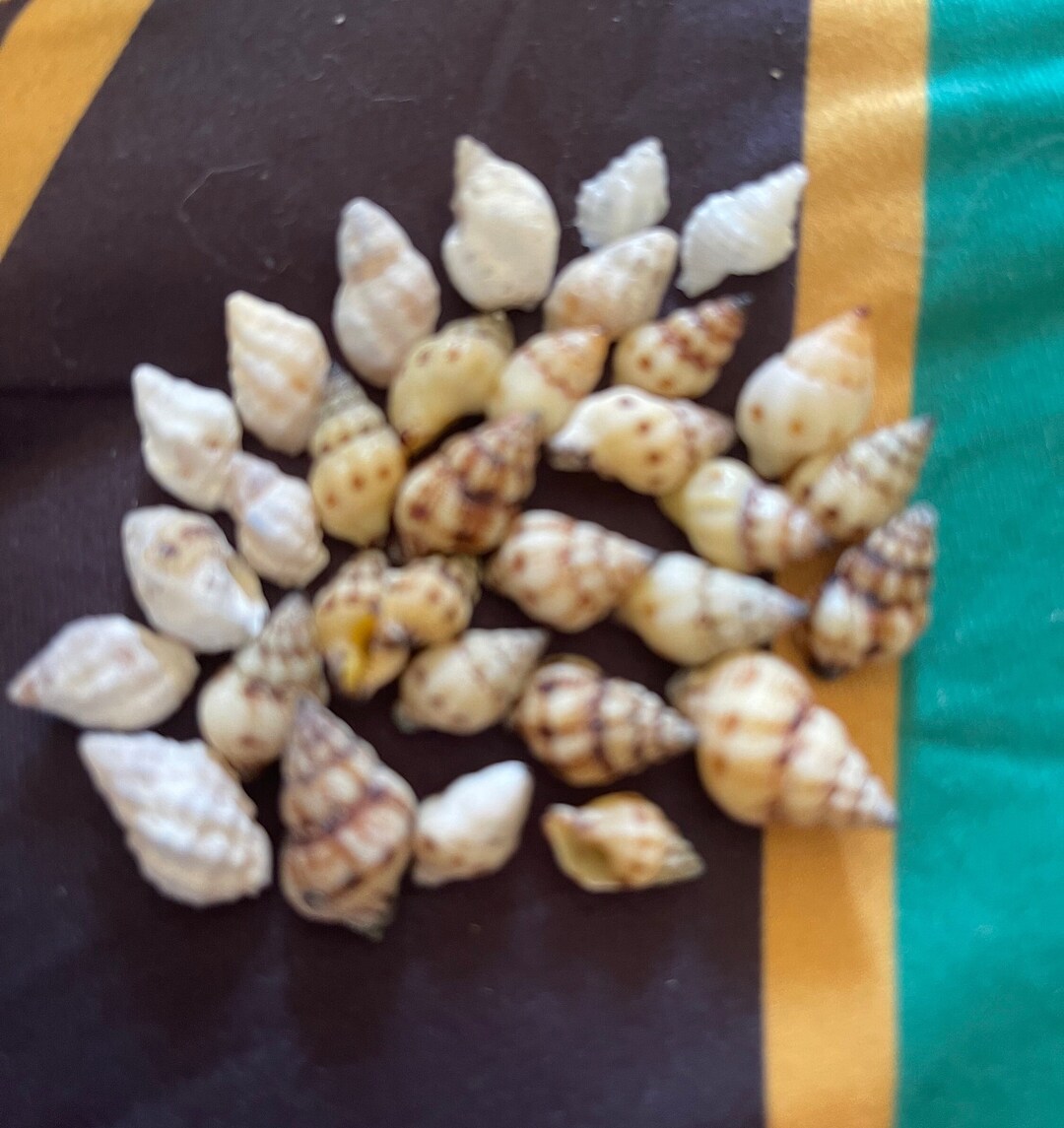 Niihau Laiki Miter Hawaiian Seashells Shells From Kauai - Etsy