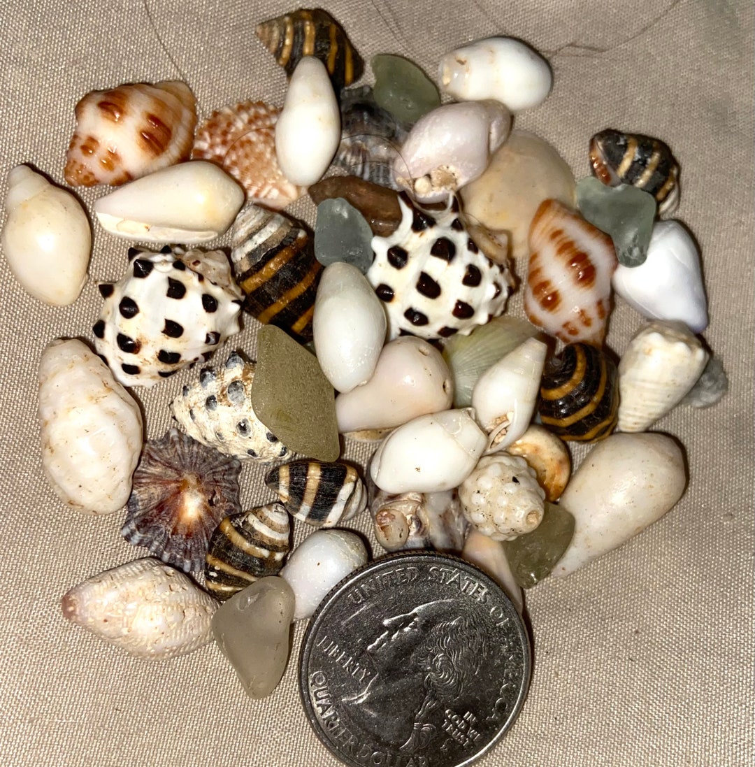 Seashells Variety Kupee Niihau Poleho Drupe Cowrie Sea Glass Small ...