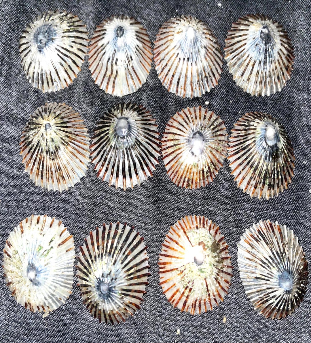 Hawaiian Opihi Limpet Shells for Pendants From Kauai Large to XL - Etsy