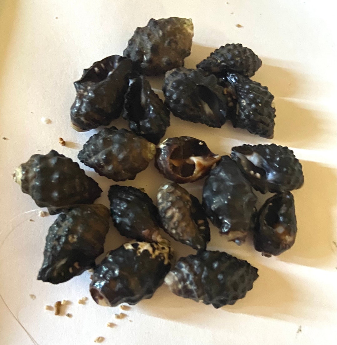 Spotted Drupes Hawaiian Seashells From Kauai - Etsy