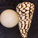 Marble Cone Shell From Kauai Aquarium Crafts Hermit Crab - Etsy