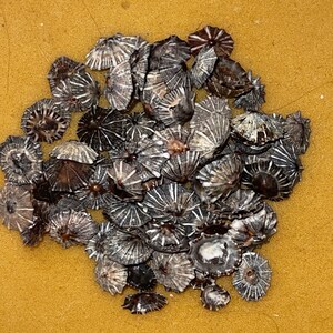 False Star Limpet Opihi Shells for Jewelry Making From Kauai - Etsy
