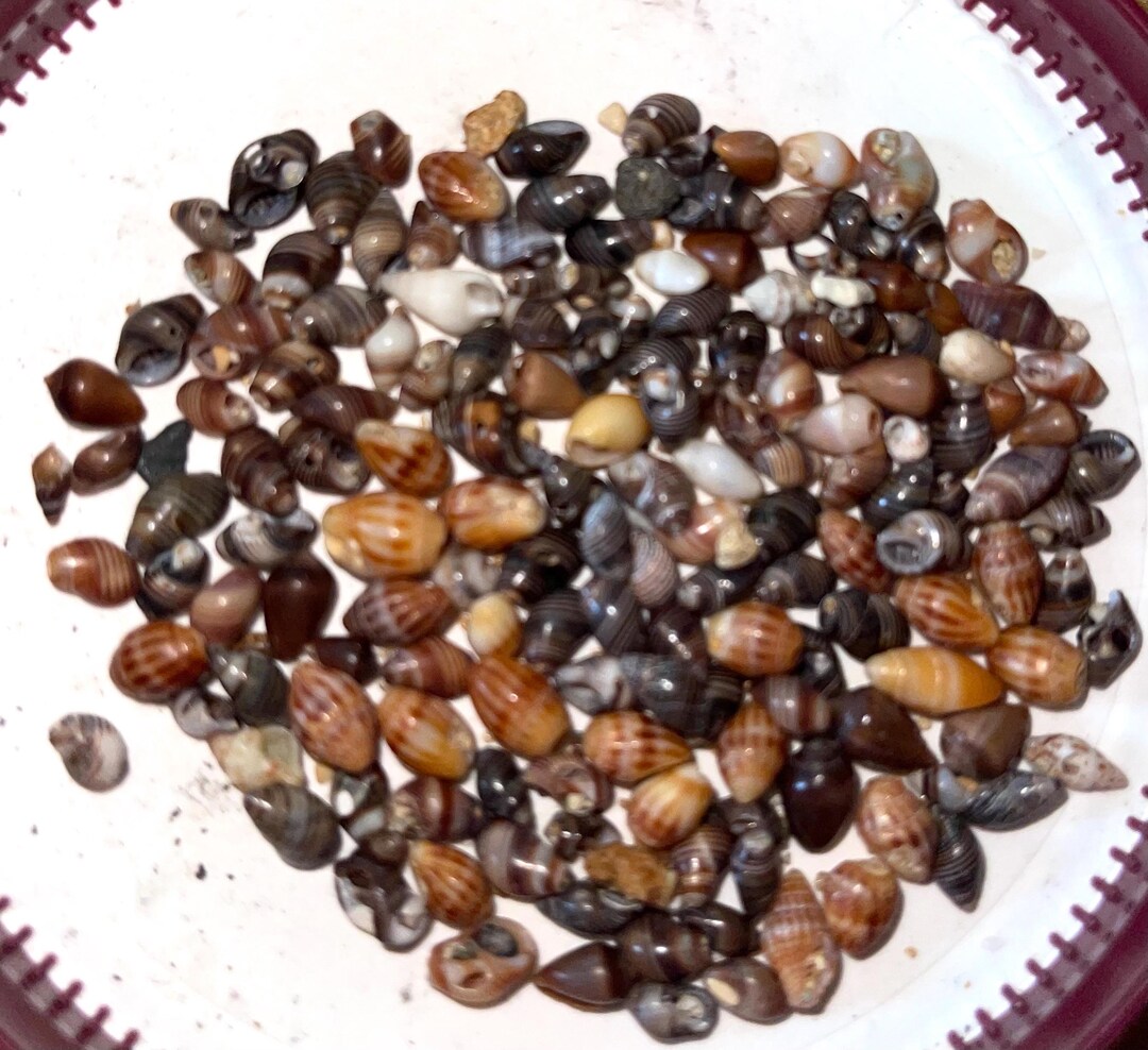 Laiki Miter Hawaiian Seashells Shells From Kauai - Etsy
