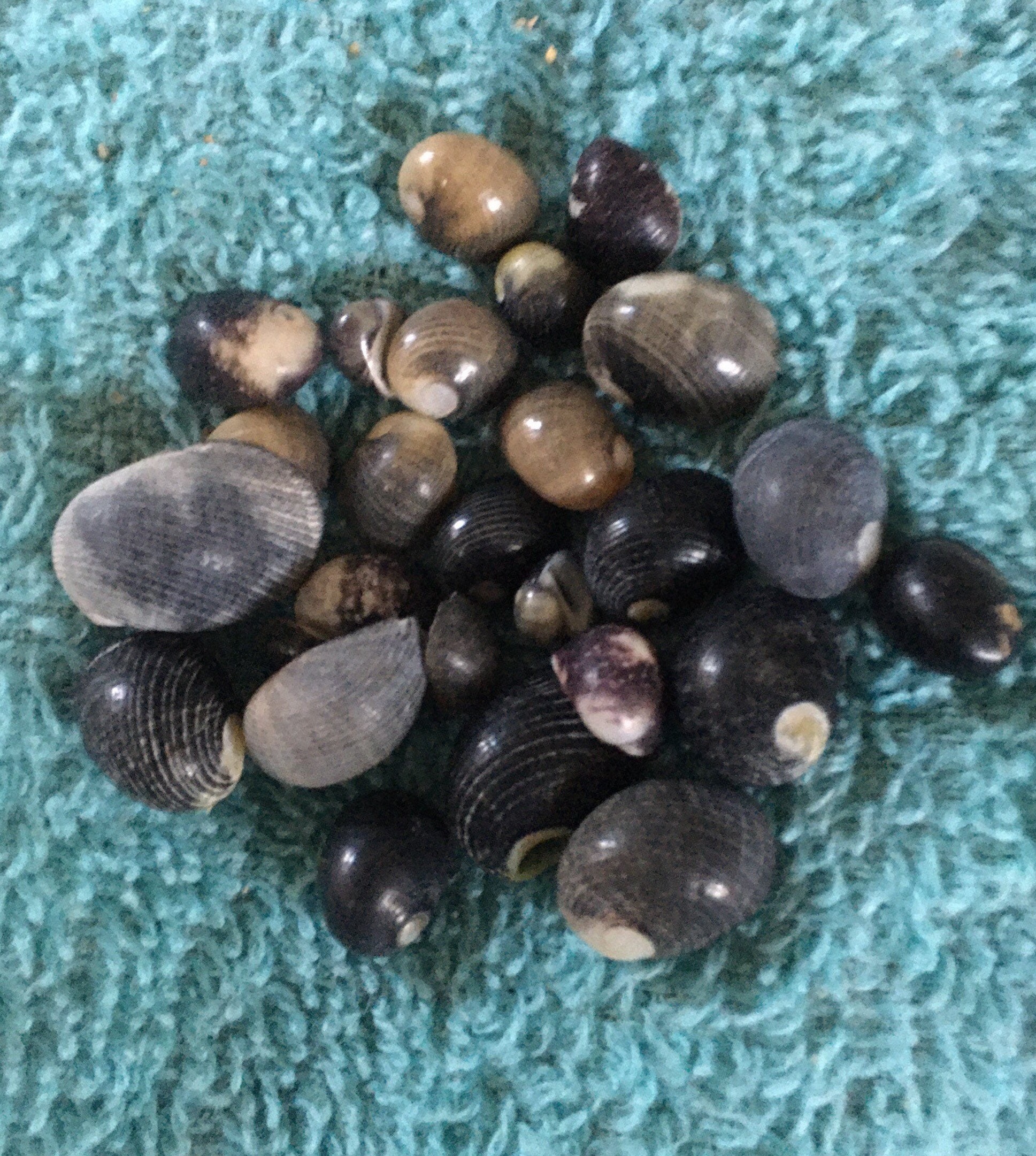 Kupee Pipipi Shells 58 Pcs for Crafts Jewelry | Etsy