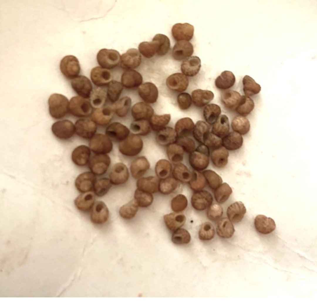 Kahelelani Kamoa Niihau Hawaiian Shells Brown - Etsy