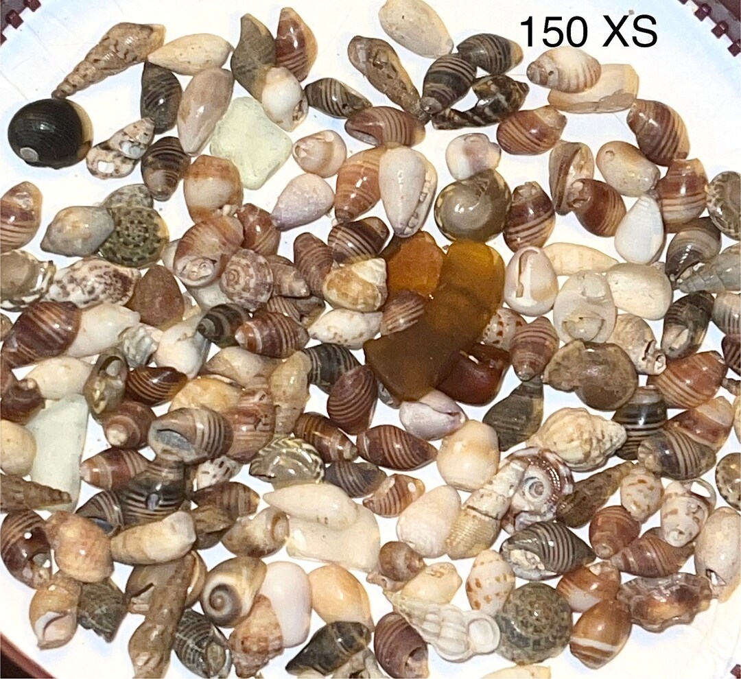 Seashells Variety Kupee Niihau Poleho Drupe Cowrie Sea Glass Small ...