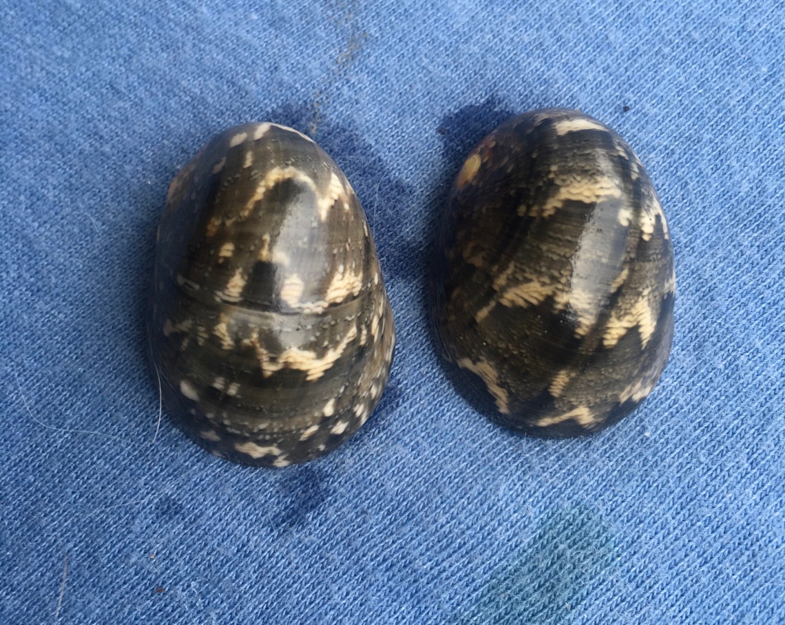 Kupee Shells Hawaiian Nerite Polita XL Set of 2 Tiger | Etsy