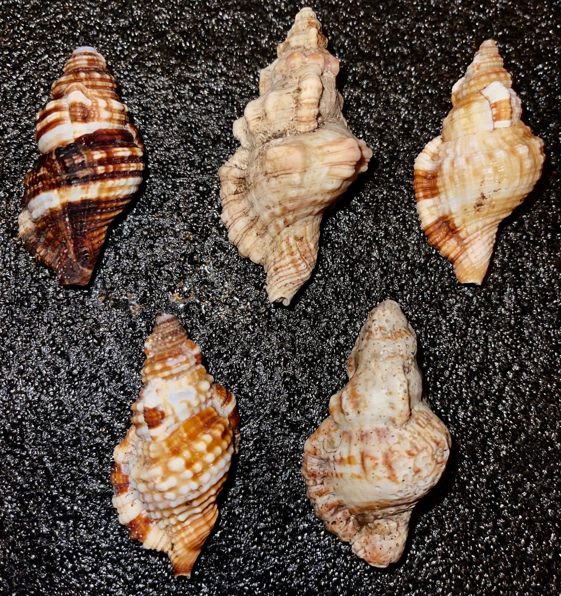 Triton Seashells From Kauai Lg-xxl Crafts Home Decor - Etsy