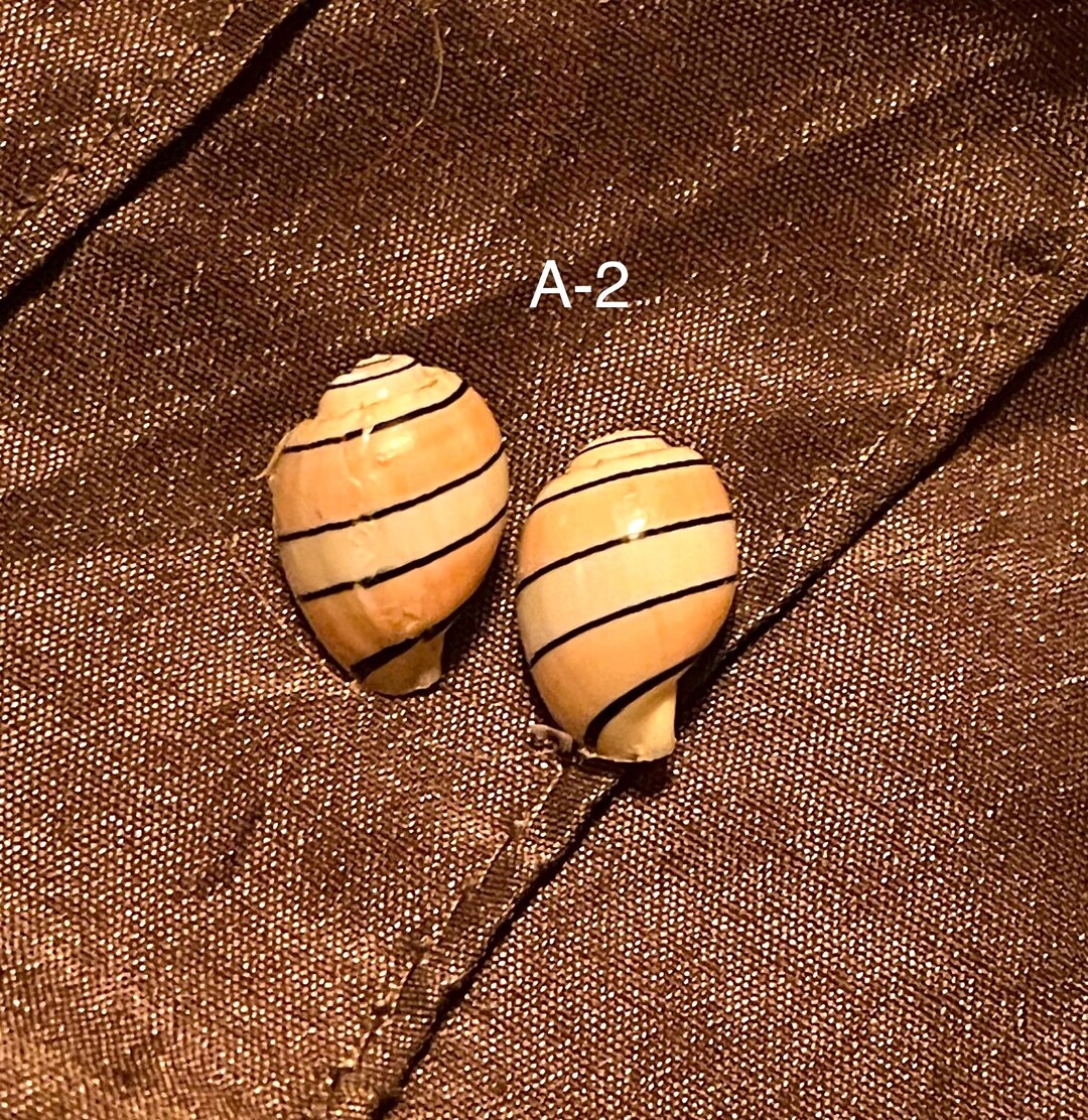 Hydatina Amplustre Pink Bubble Shells From Hawaii - Etsy