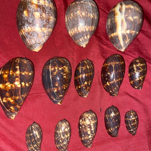 Authentic Hawaiian - Etsy