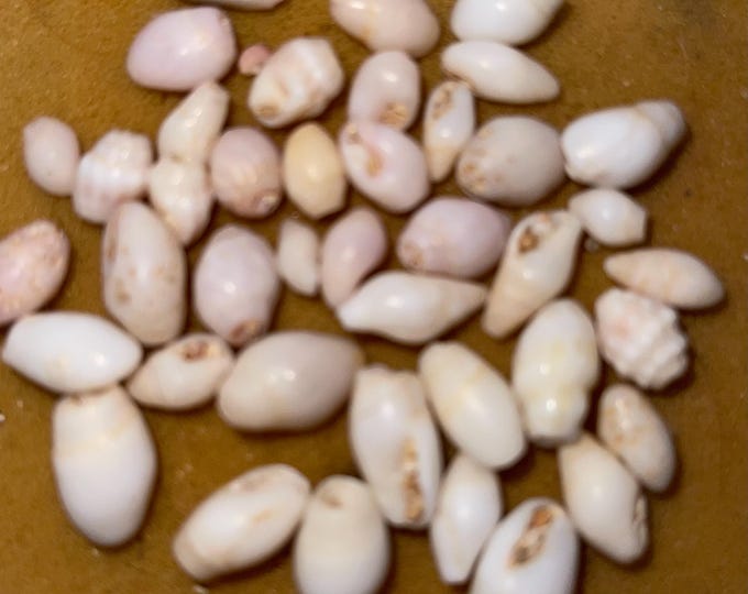 Laiki Miter Hawaiian Seashells Shells From Kauai - Etsy
