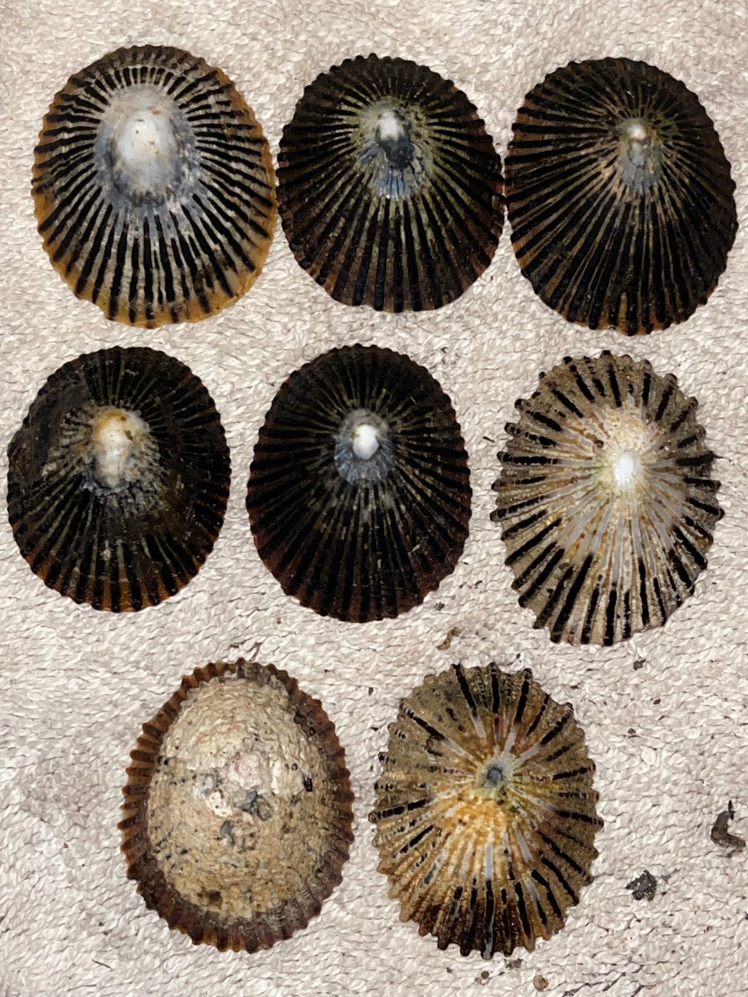 Hawaiian Opihi Limpet Shells 8 XL for Pendants From Kauai - Etsy