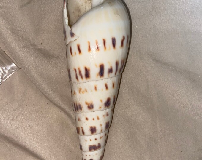 Huge Terebra Maculata Auger Seashell Hawaii From Kauai - Etsy