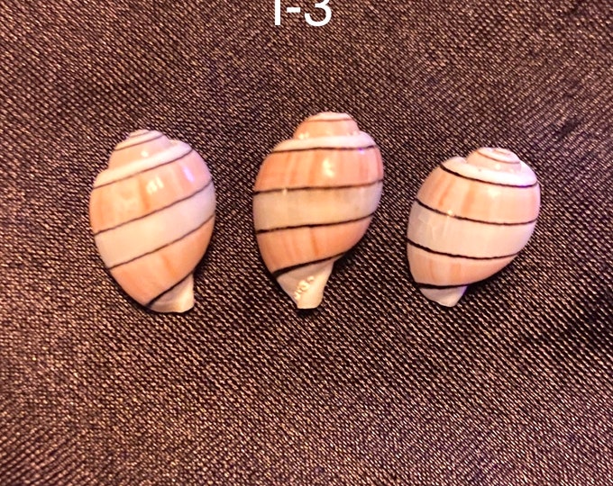 Hydatina Amplustre Pink Bubble Shells From Hawaii - Etsy
