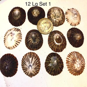 Hawaiian Opihi Limpet Shells for Pendants From Kauai Medium or Large - Etsy