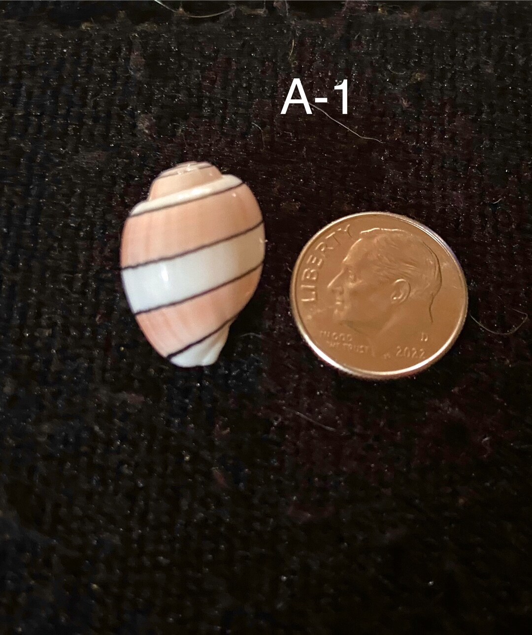 Hydatina Amplustre Pink Bubble Shells From Hawaii - Etsy