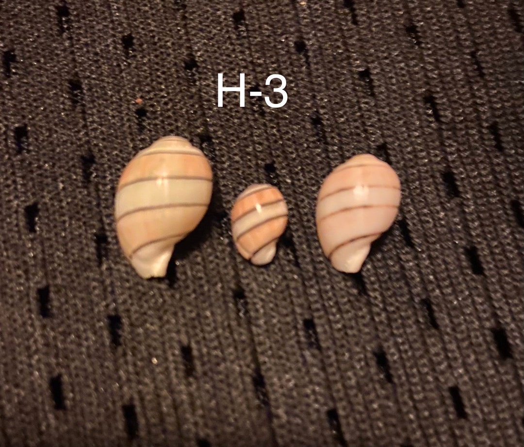 Hydatina Amplustre Pink Bubble Shells From Hawaii - Etsy