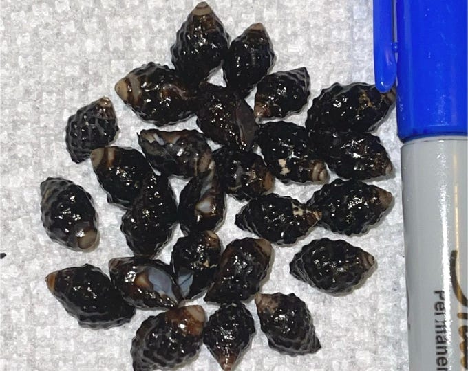 Spotted Drupes Hawaiian Seashells From Kauai - Etsy