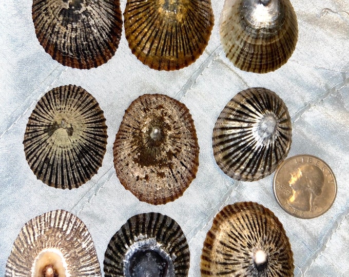 Hawaiian Opihi Limpet Shells for Pendants From Kauai 9 XL - Etsy