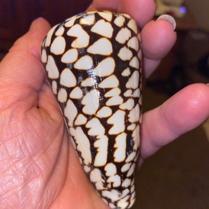 Marble Cone Shell From Kauai Aquarium Crafts Hermit Crab - Etsy
