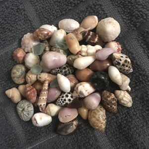 Seashells Variety Kupee Niihau Poleho Drupe Cowrie Sea Glass Small ...