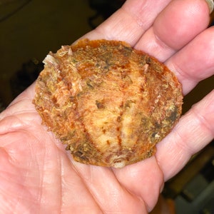 Hawaiian Handpicked Clam Spondylus Scallop Shells - Etsy