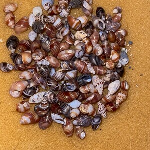 Laiki Miter Hawaiian Seashells Shells From Kauai - Etsy