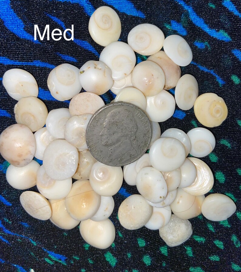 Eye of Shiva Hawaiian Seashells Cat’s Eye Button - Etsy