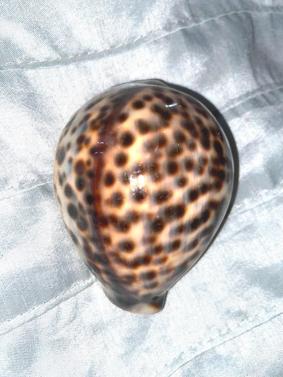 Tiger Cowries Rare Medium Large XL - Etsy