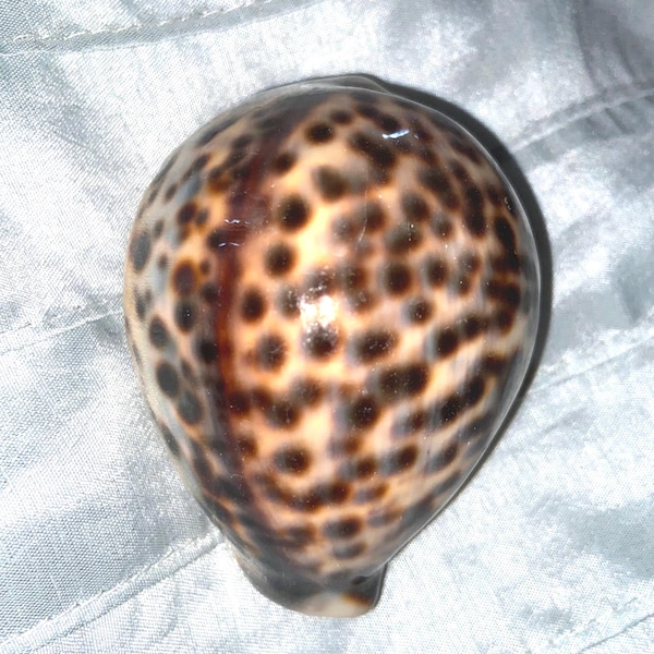 Tiger Cowrie - Etsy