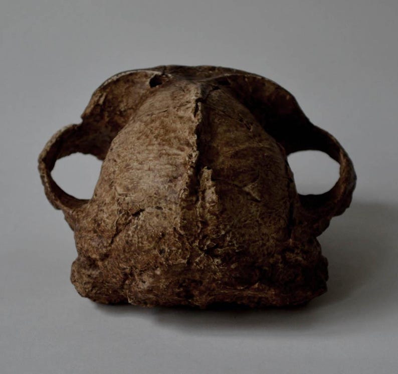 Paranthropus Boisei Skull Replica - Etsy